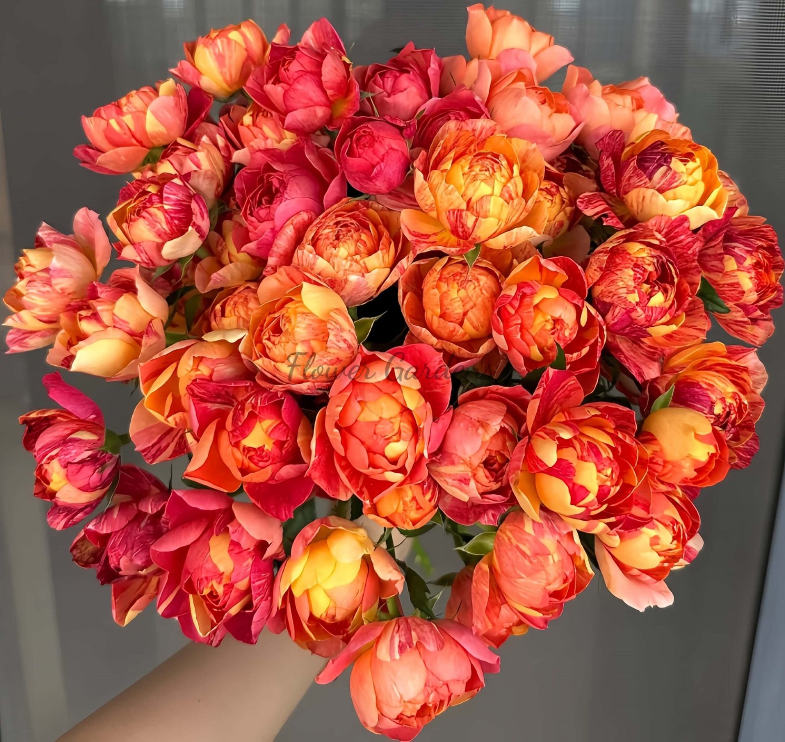 Juice splash Rose Plant|果汁飞溅 - Flower Gardens