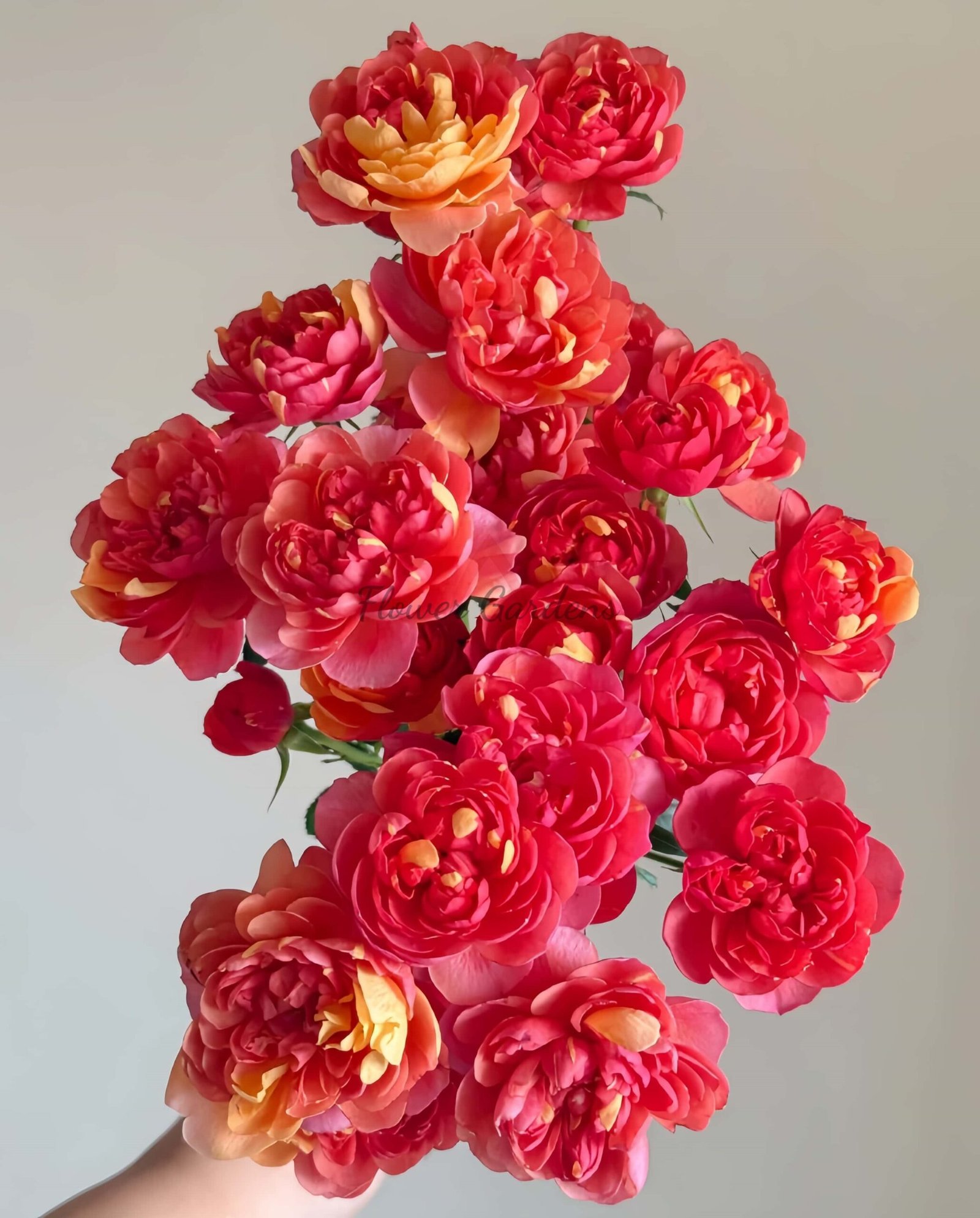 Juice splash Rose Plant|果汁飞溅 - Flower Gardens