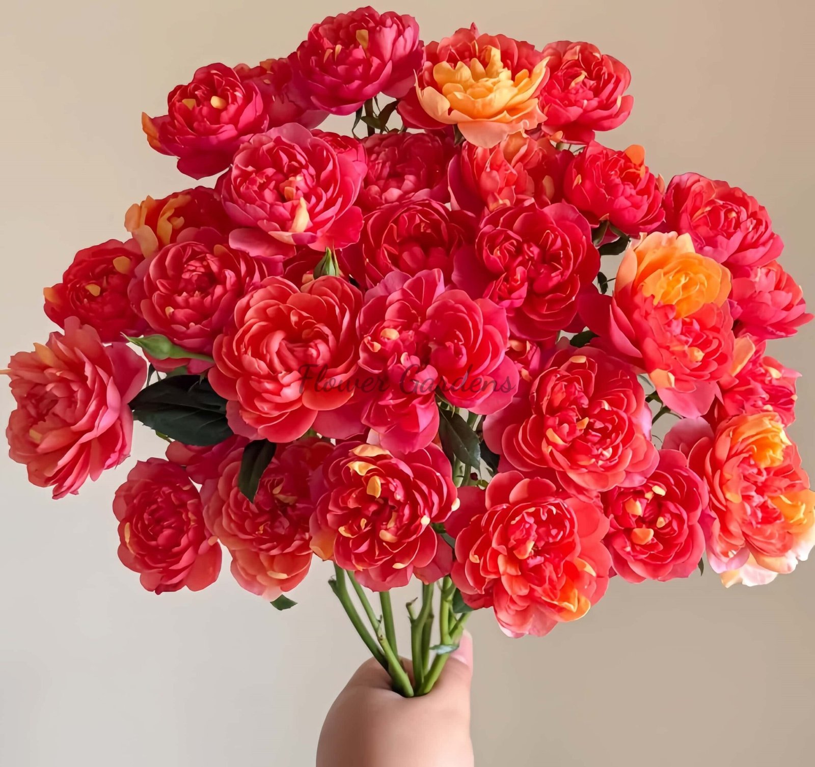 Juice splash Rose Plant|果汁飞溅 - Flower Gardens