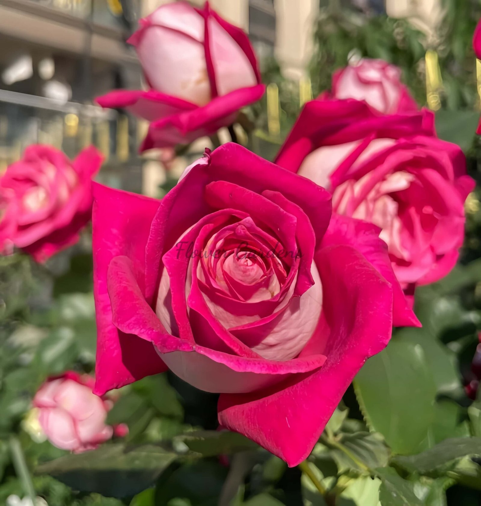 Monica Bellucci Rose Plant|莫妮卡·贝鲁奇