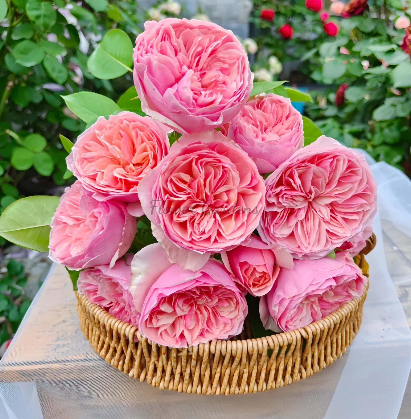 Pink Juliet Rose Plant|粉色朱丽叶 - Flower Gardens