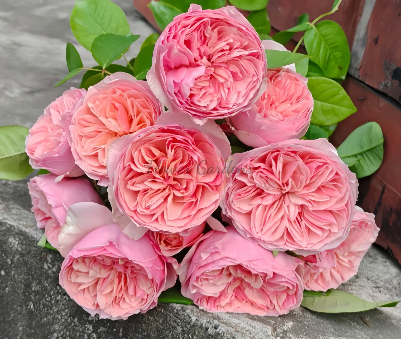 Pink Juliet Rose Plant|粉色朱丽叶 - Flower Gardens