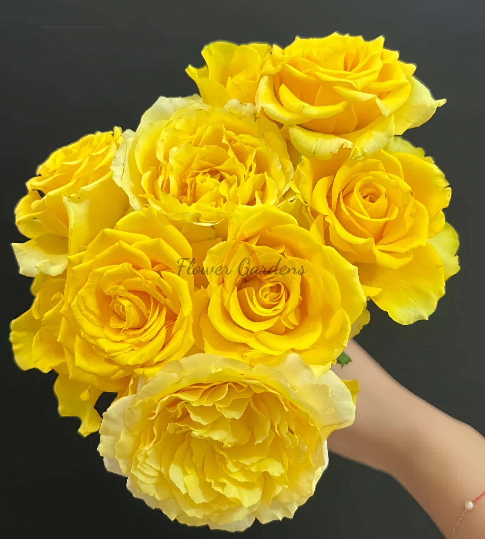 Shell Rose Plant|贝壳