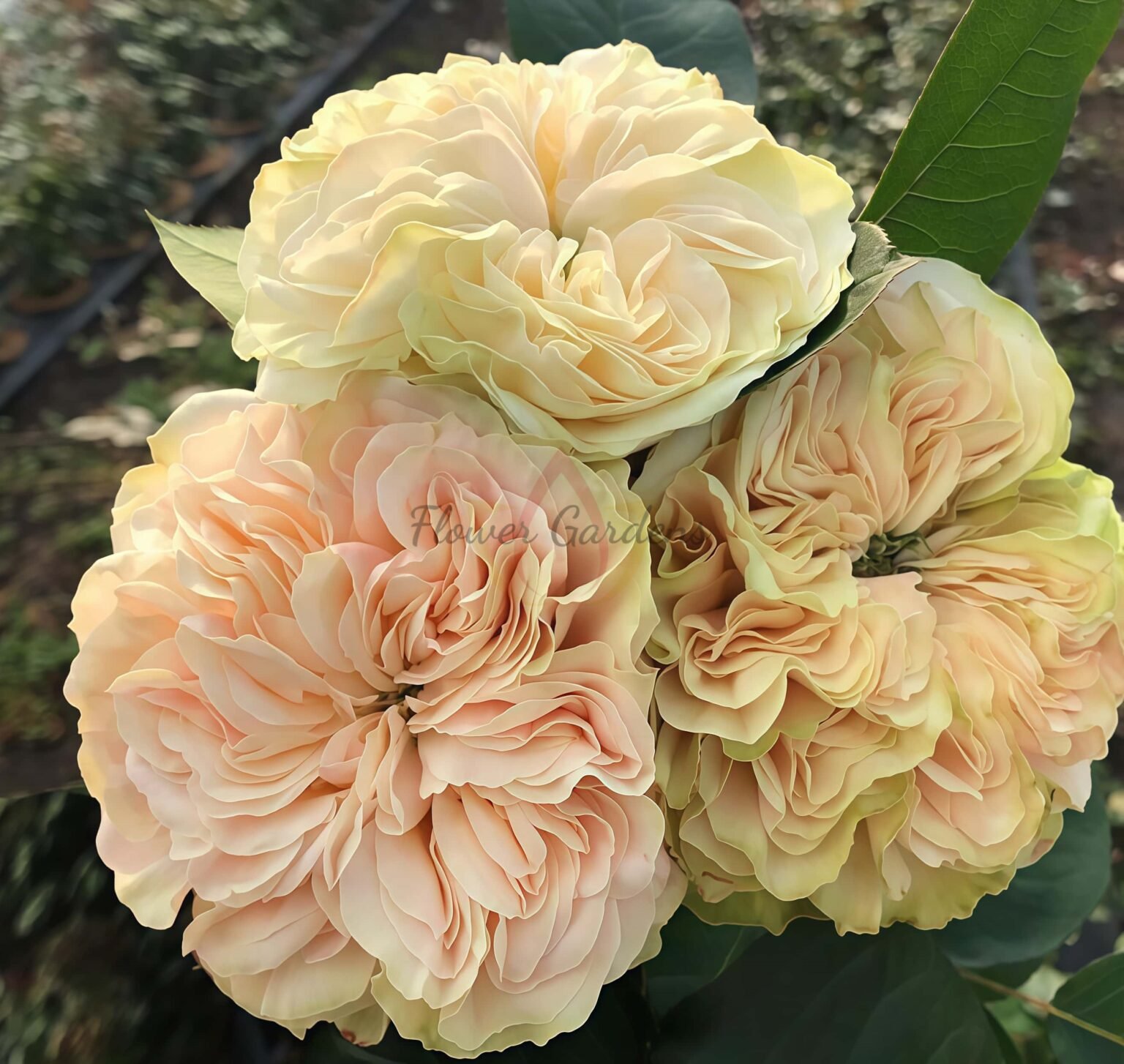 Victoria Wedding Rose Plant|维多利亚婚礼