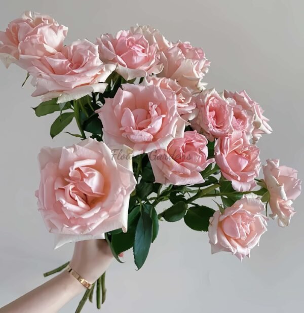 Alina Parfumella Rose Plant|阿丽娜香水
