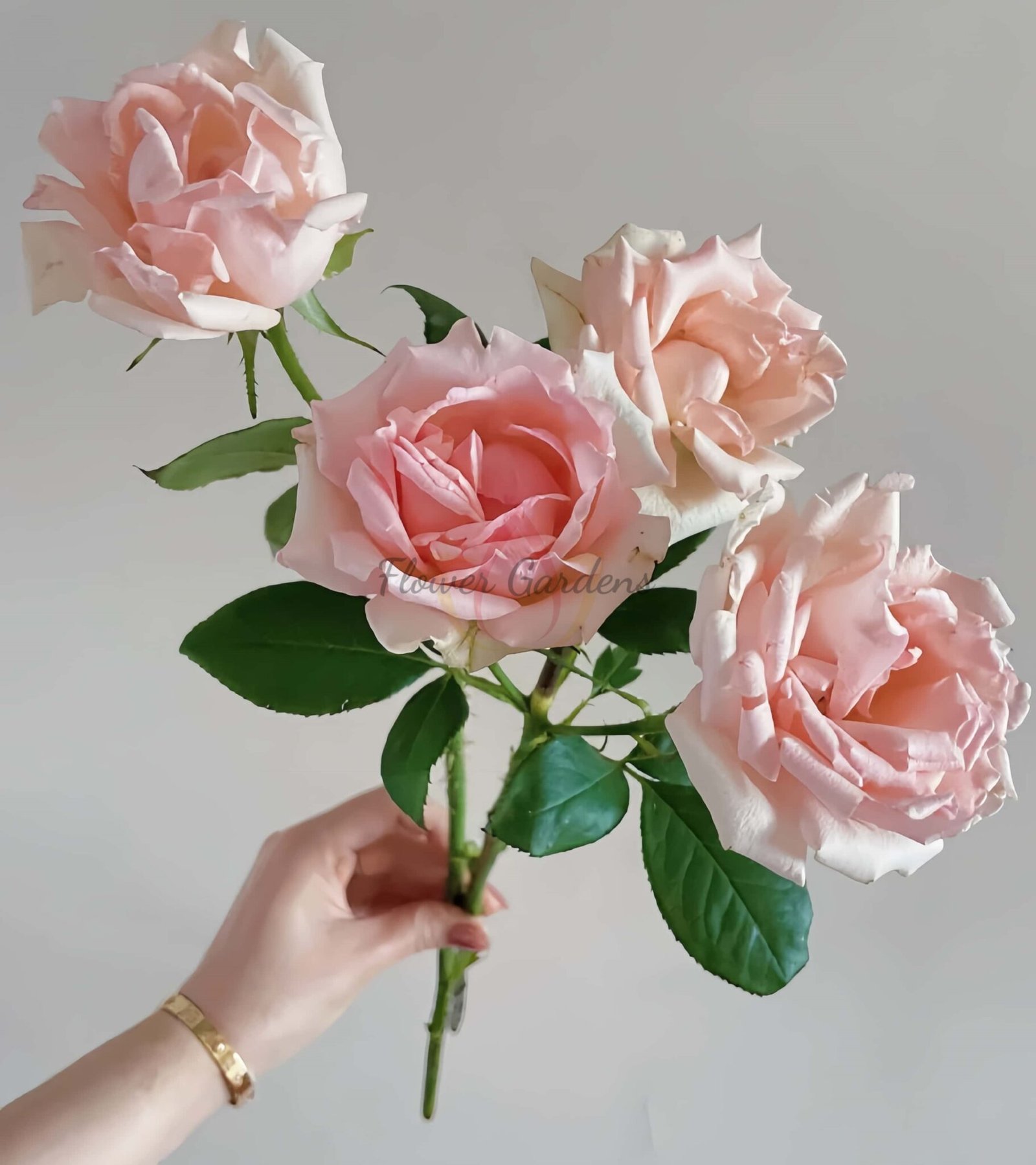 Alina Parfumella Rose Plant|阿丽娜香水
