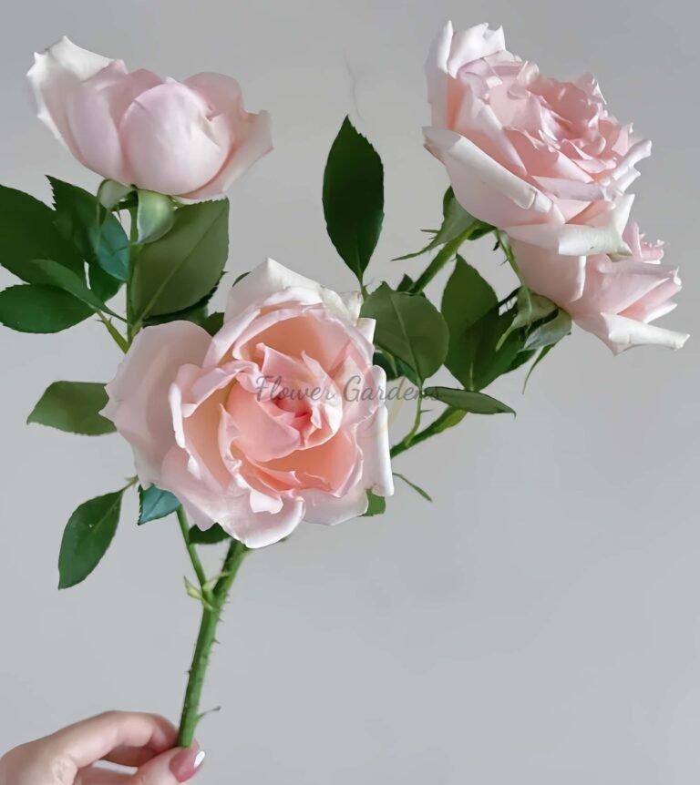 Alina Parfumella Rose Plant|阿丽娜香水
