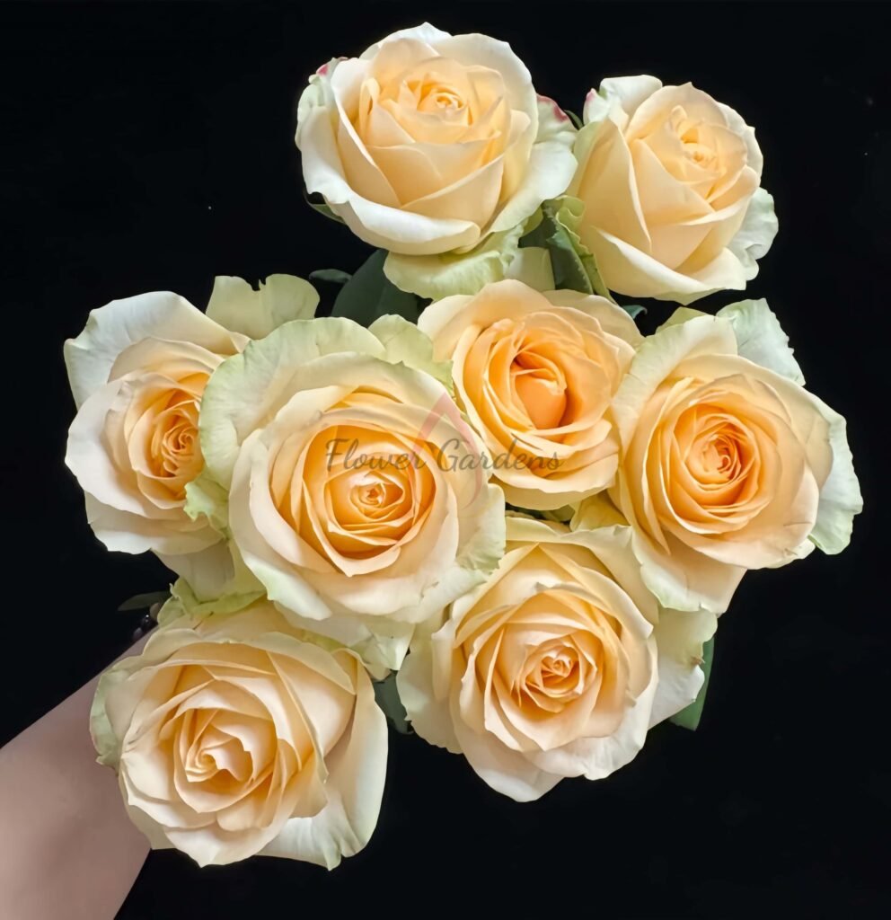 Avalanche Peach Rose Plant|蜜桃雪山
