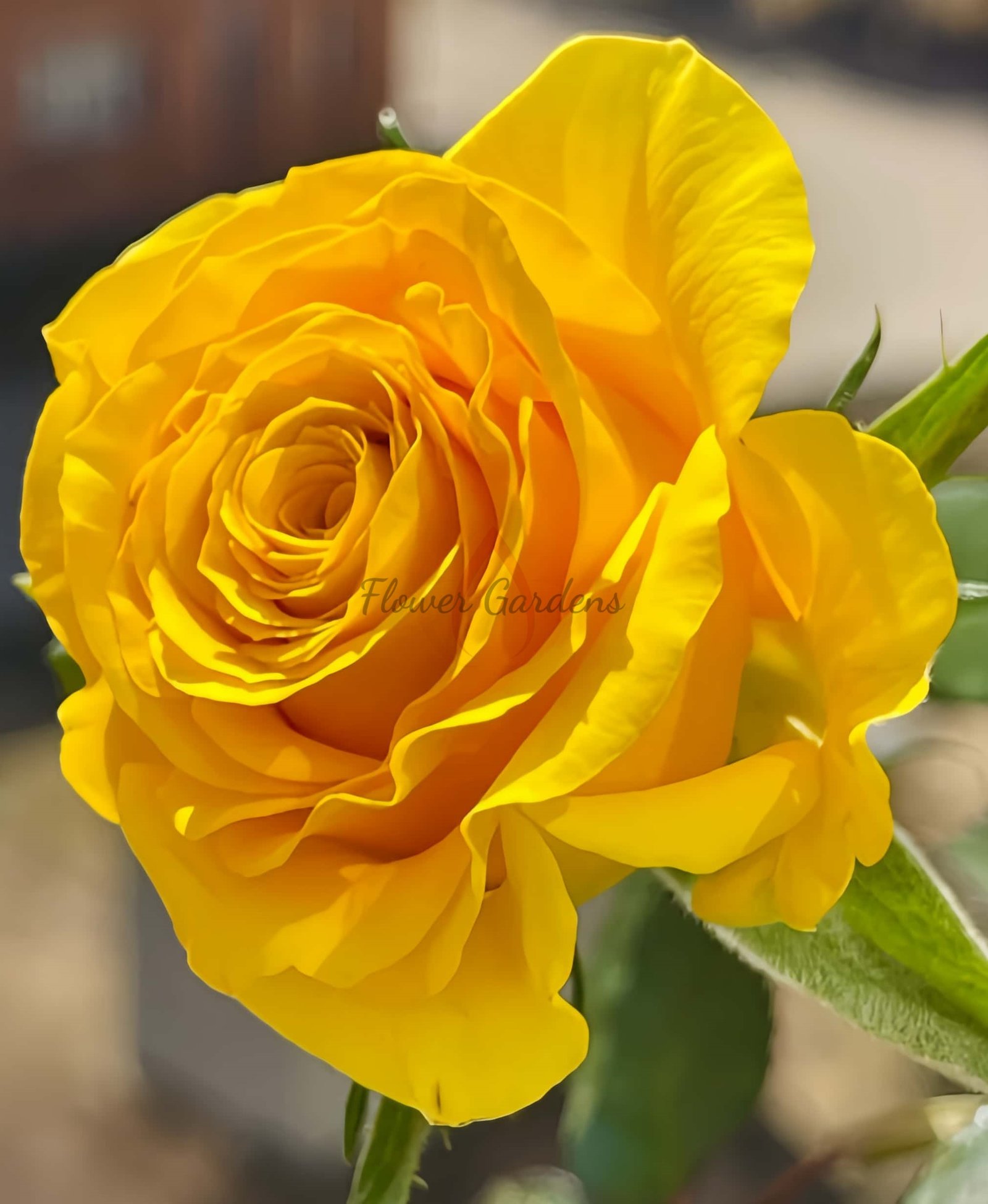 Butter Scotch Rose Plant|苏格兰黄油