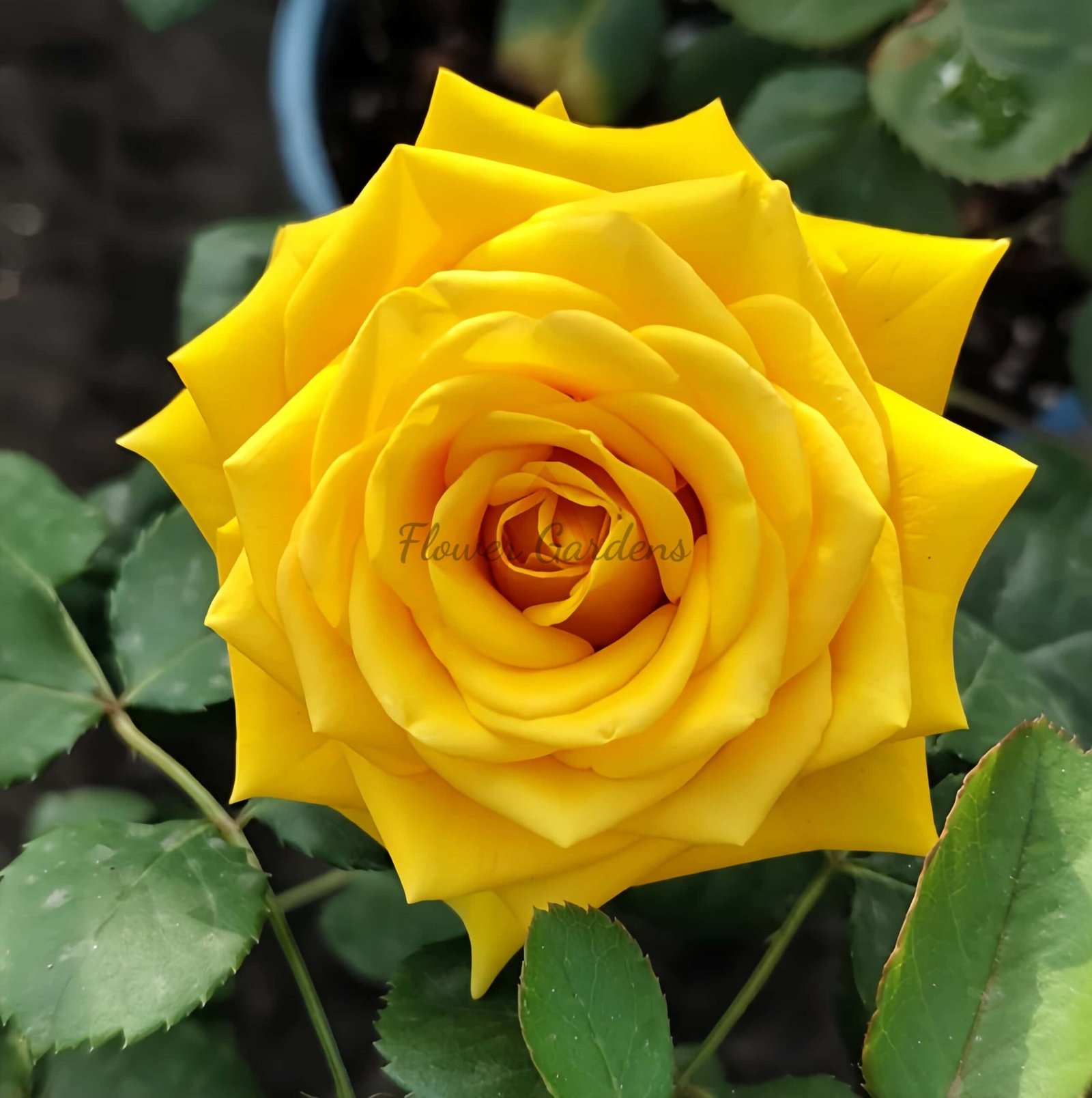 Butter Scotch Rose Plant|苏格兰黄油
