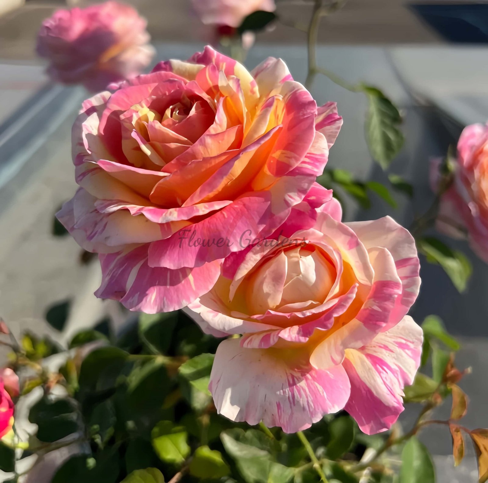 Claude Monet Rose Plant|克劳德·莫奈 - Flower Gardens