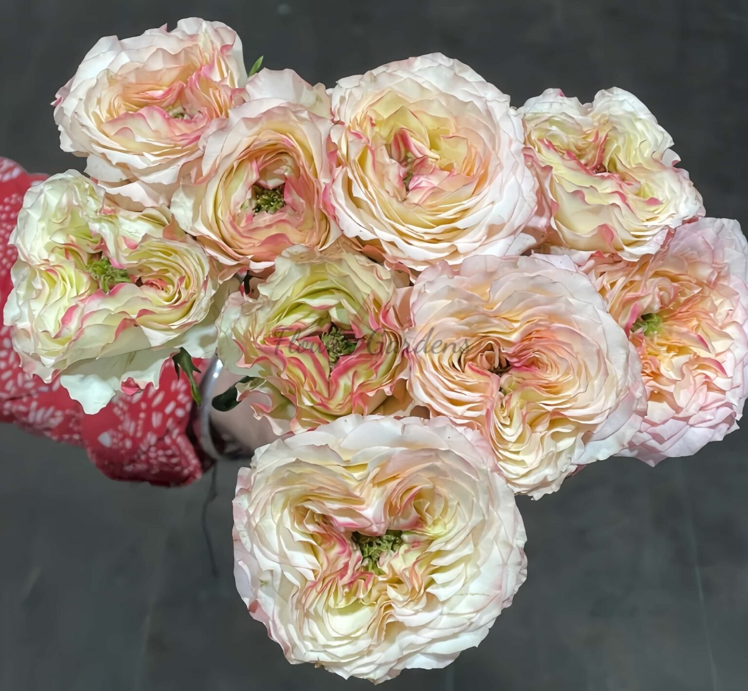 Fantasy Trail Rose Plant|奇幻迷踪