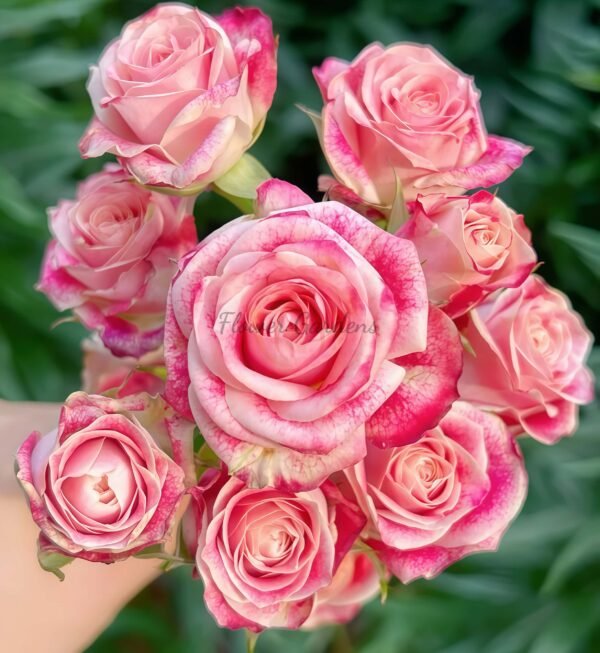 Flinders Lane Rose Plant|弗林德斯街