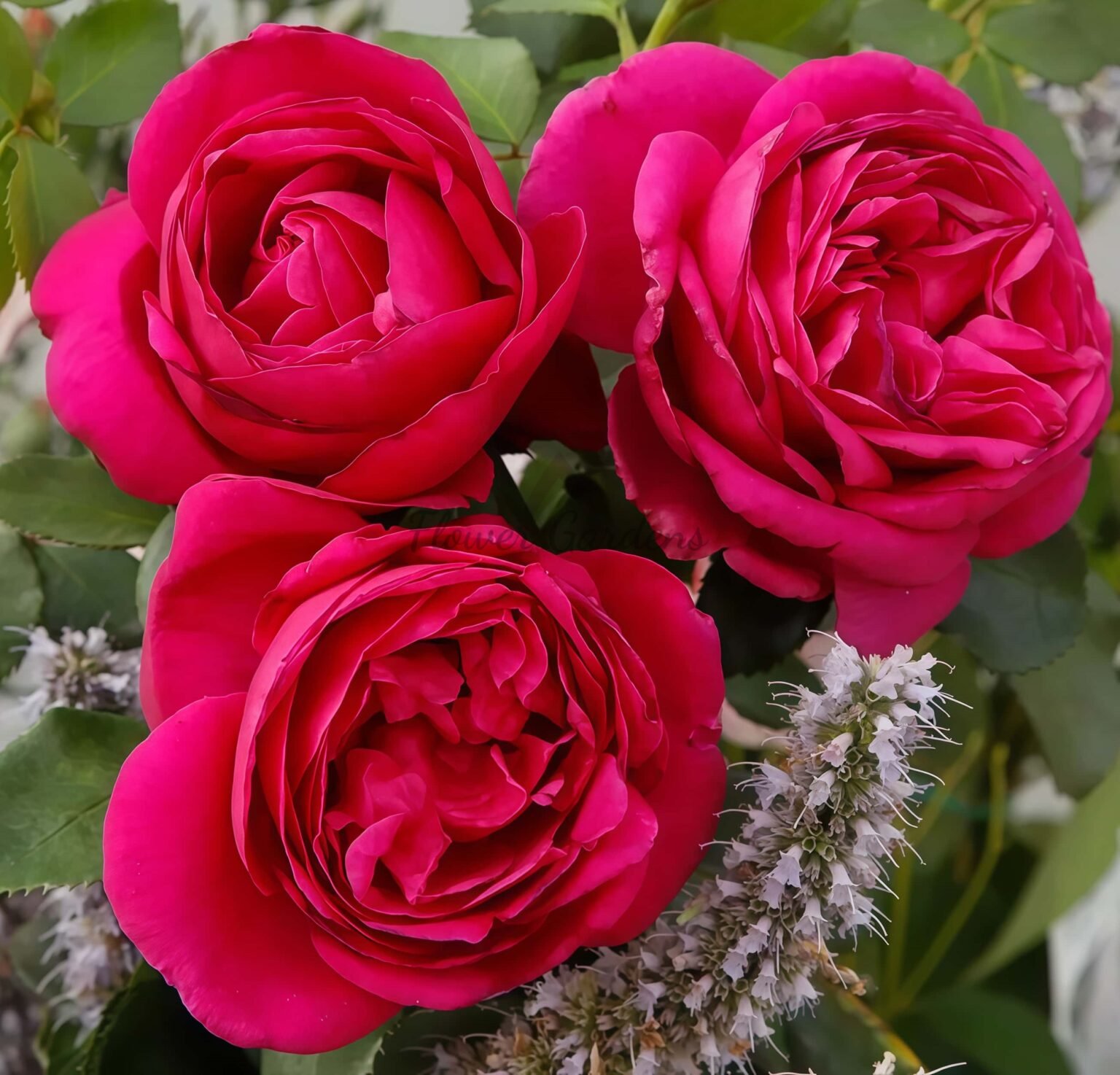 Für Elise Rose Plant|致爱丽丝