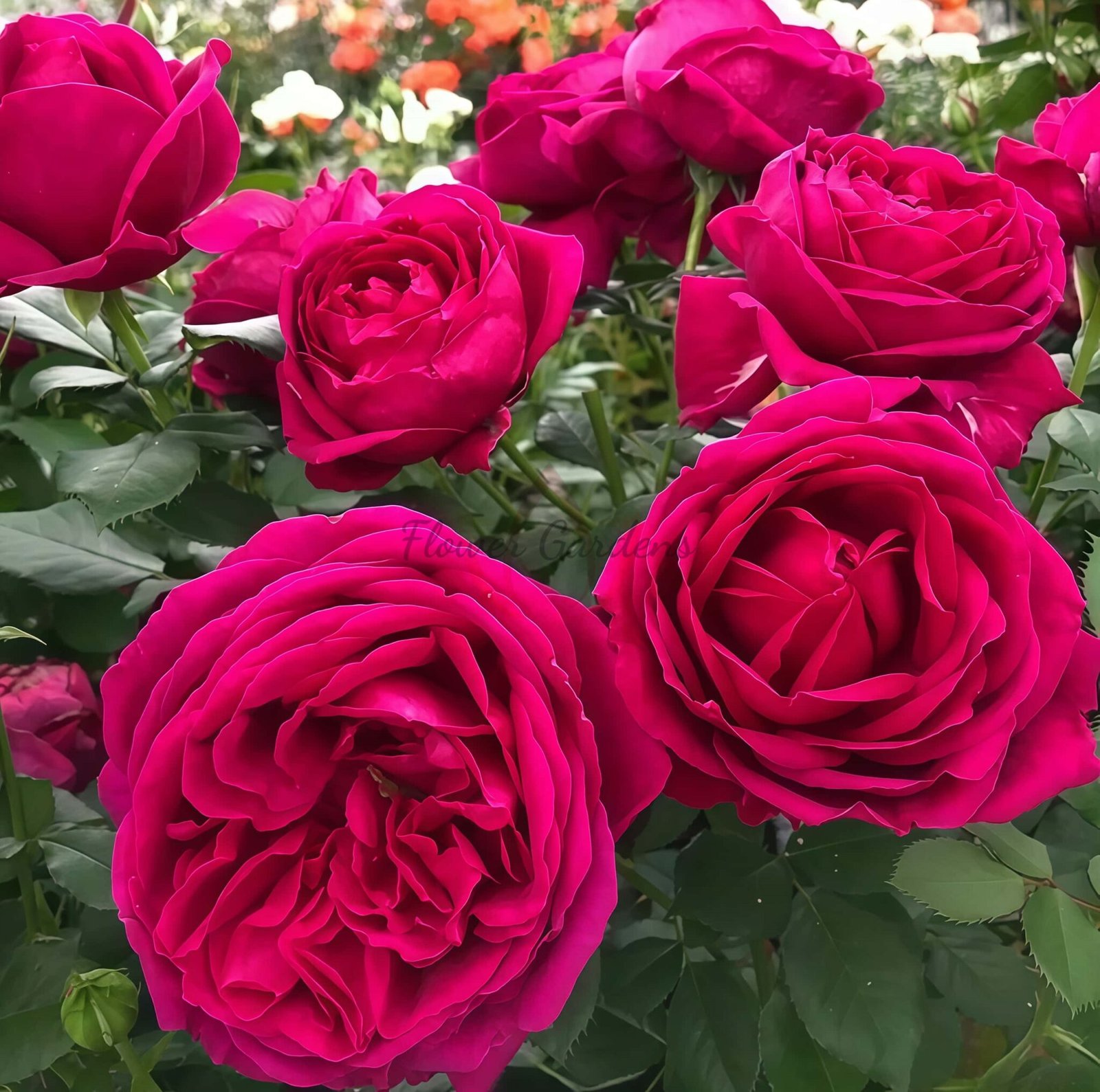 Für Elise Rose Plant|致爱丽丝