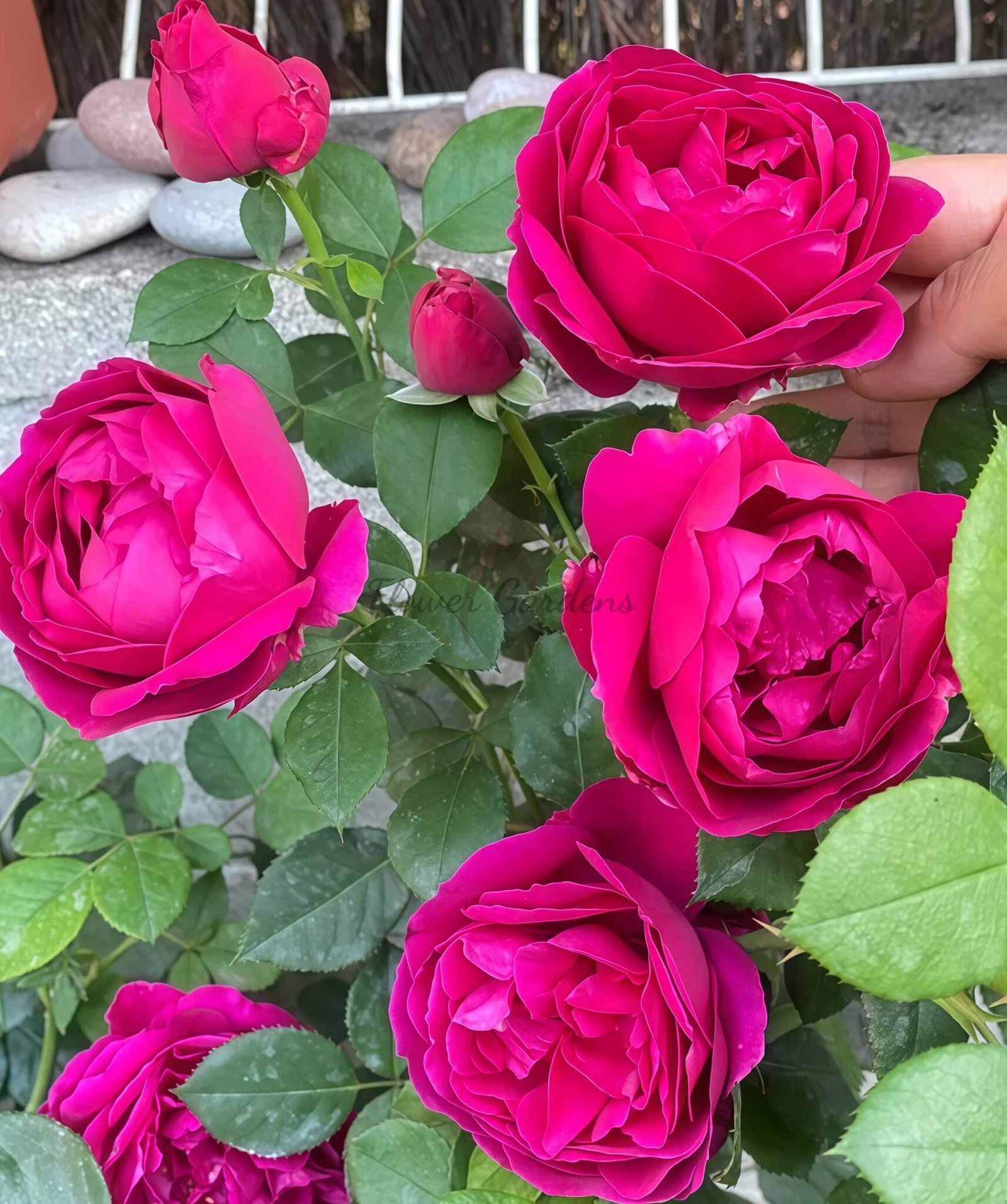 Für Elise Rose Plant|致爱丽丝