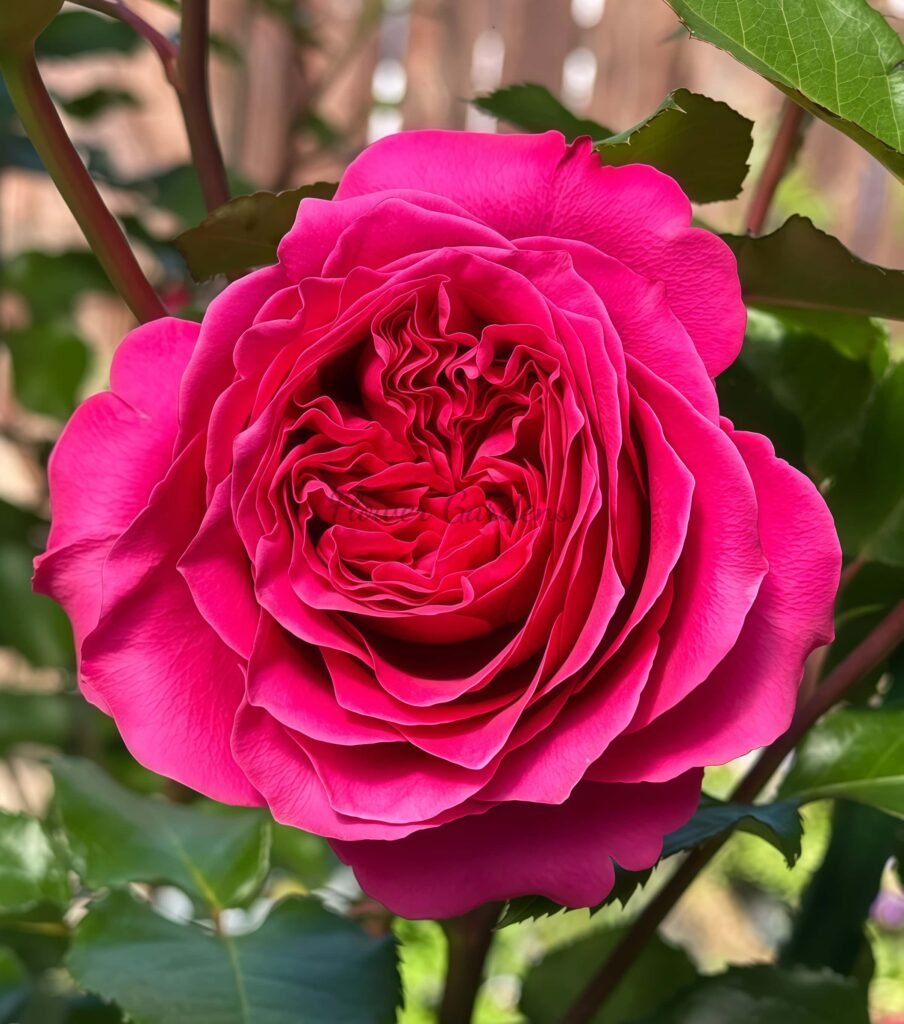 Hettie Rose Plant|海蒂