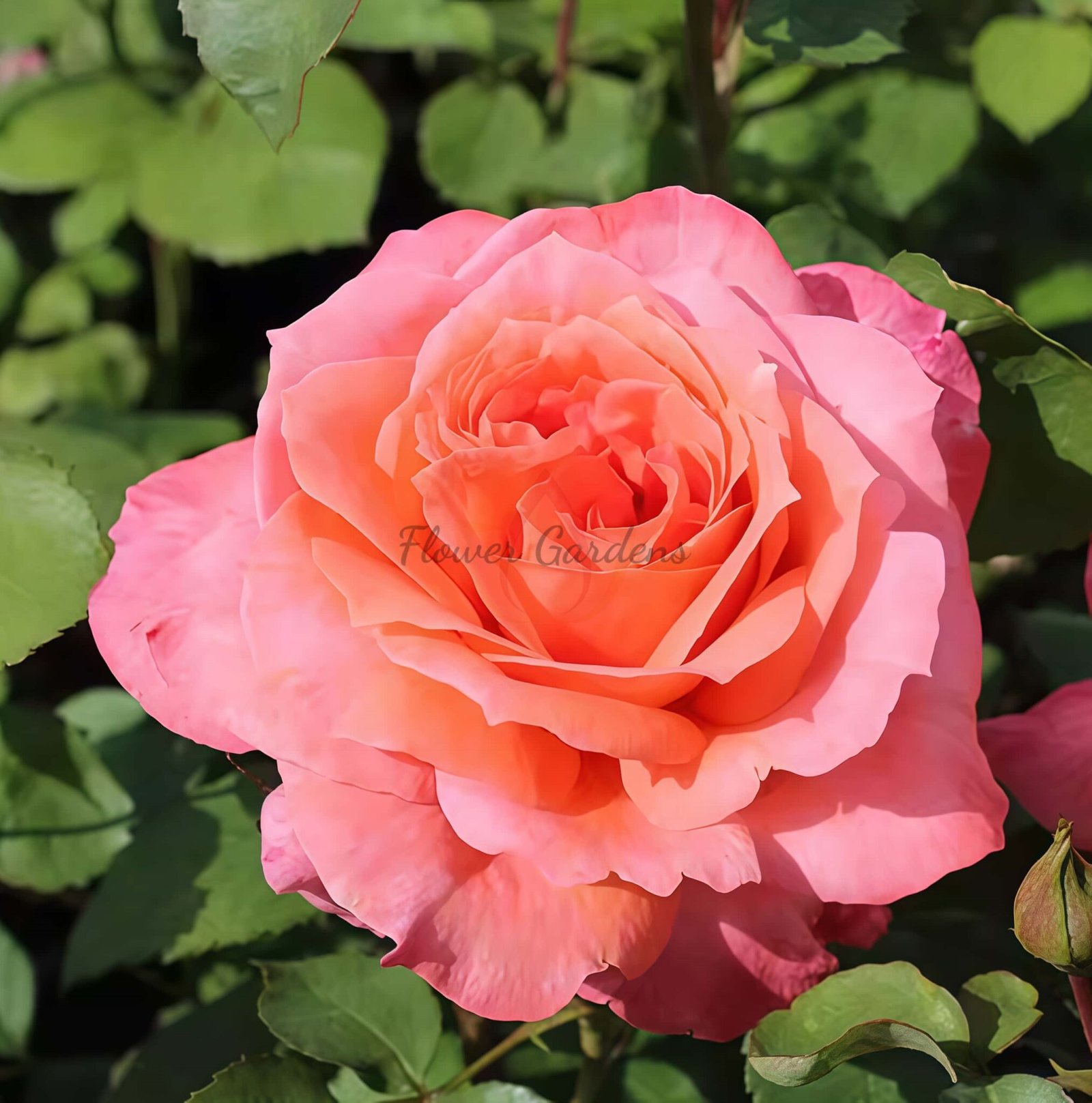 Institute Lumiere Rose Plant|卢米埃尔学院