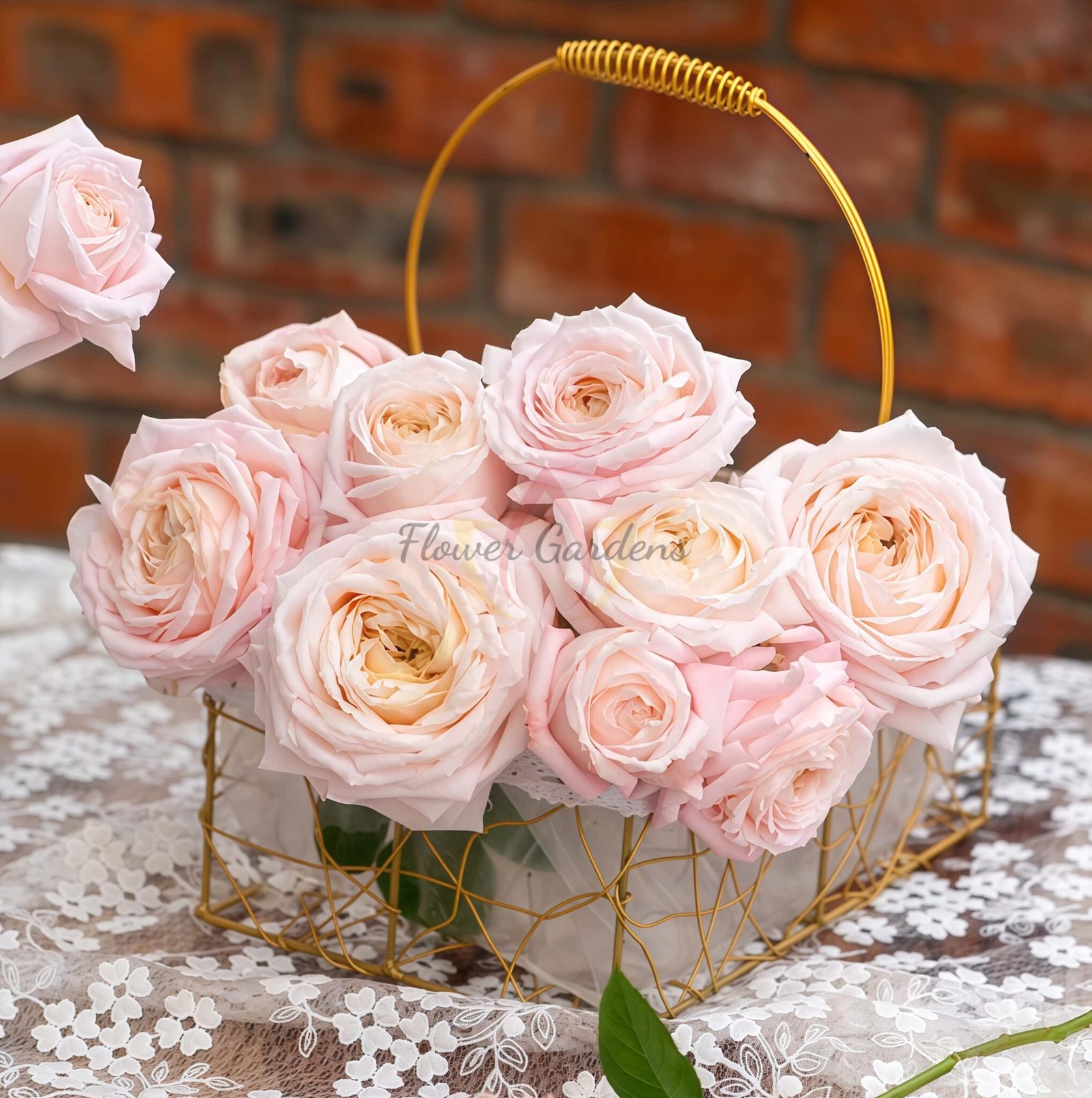 Jinfen shijia Rose Plant|金粉世家
