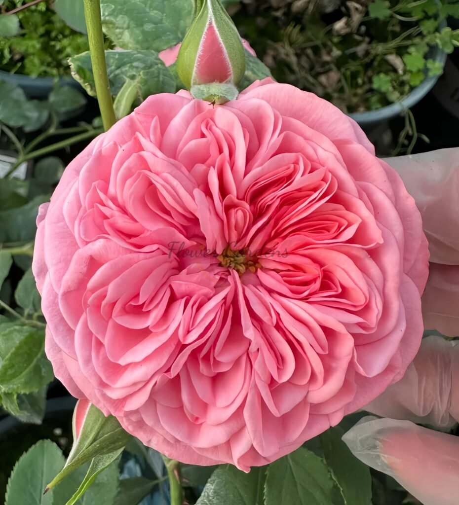 Life Rose Plant|生命