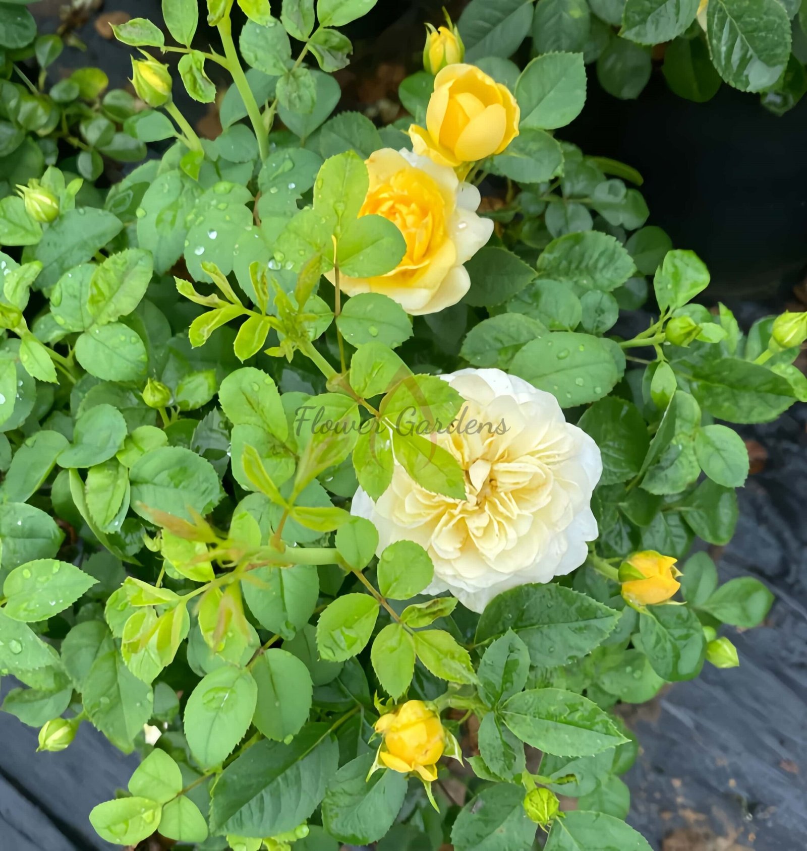 Mars King Terrazza Rose Plant|火星王阳台