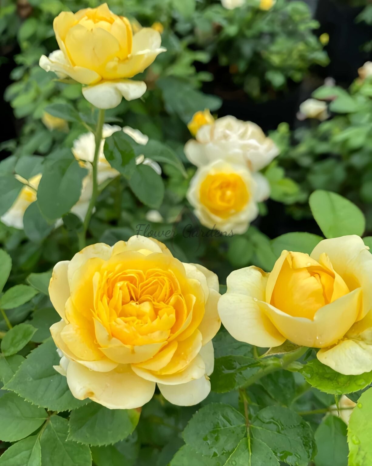 Mars King Terrazza Rose Plant|火星王阳台