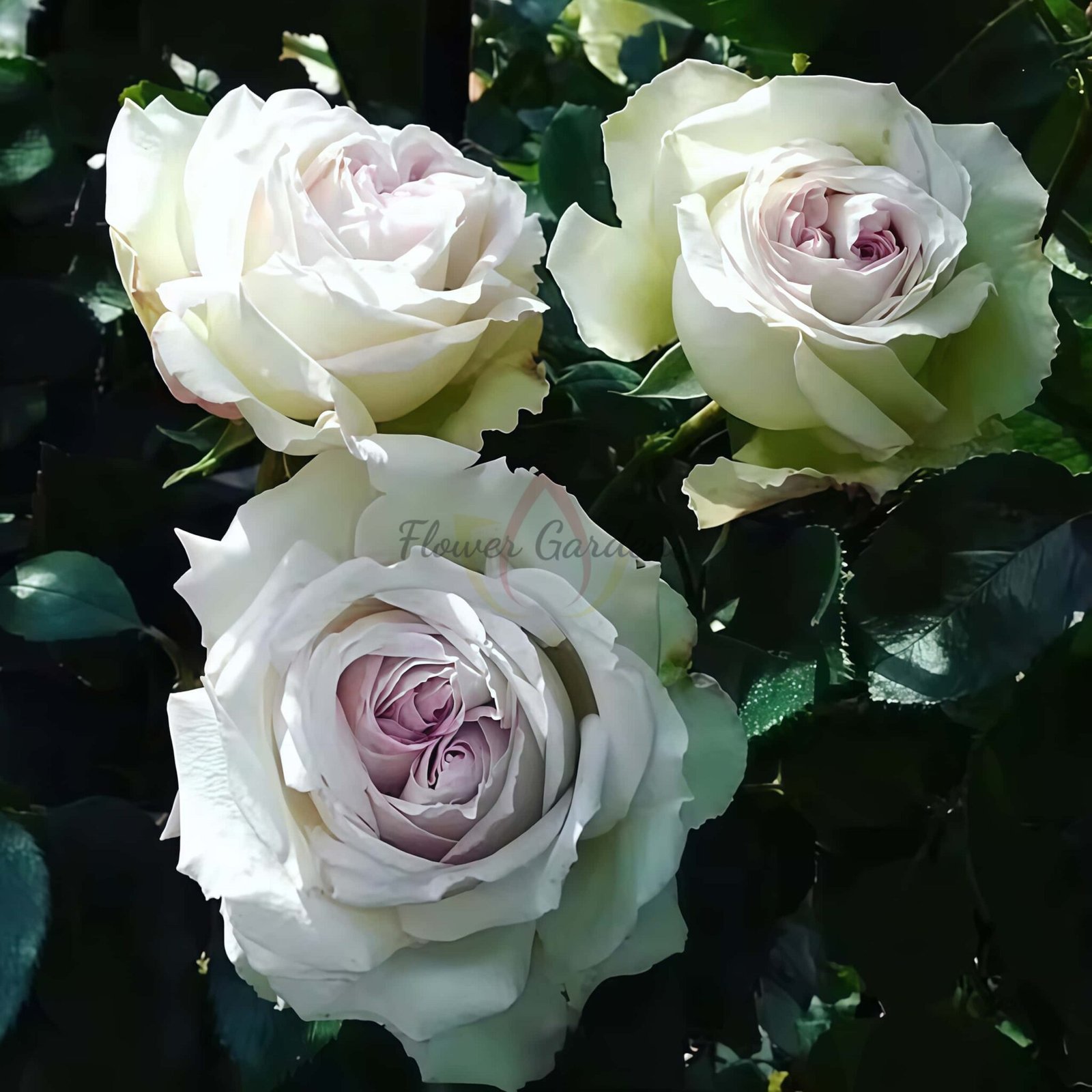 Climbing Rose