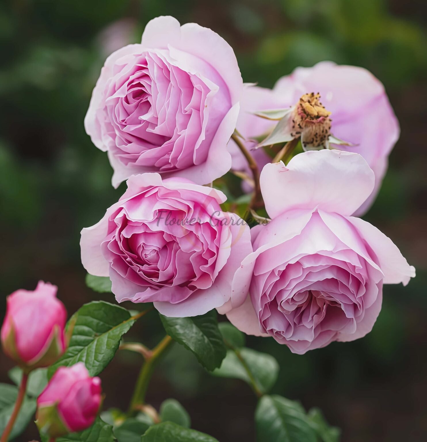 Princess ClAlre of Belgium Rose Plant|比利时王妃克莱尔