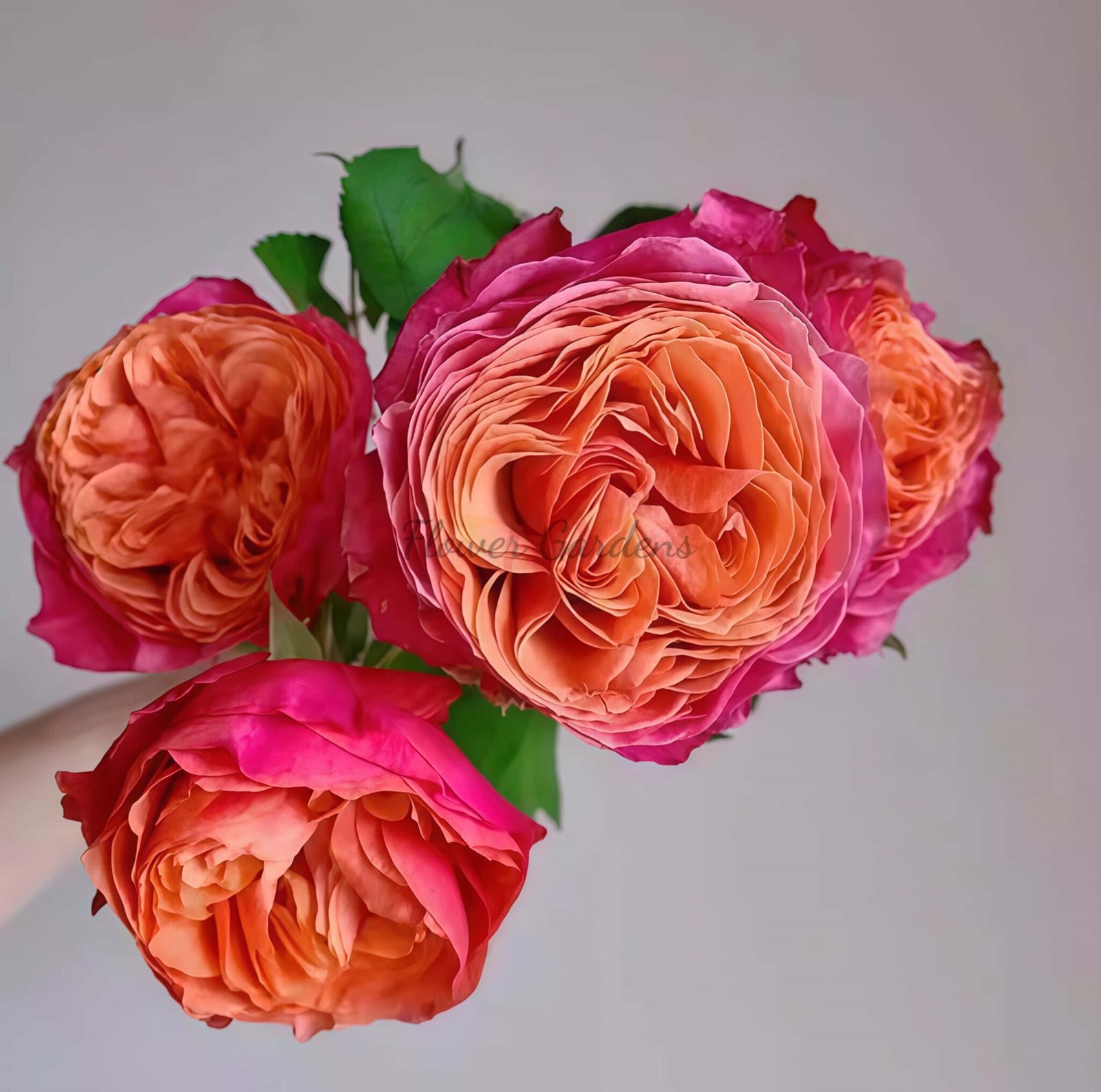 Richmond Park Rose Plant|里奇蒙公园