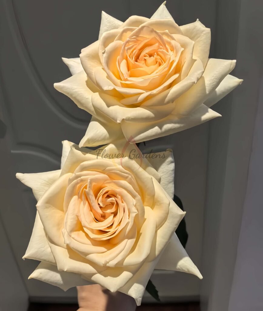 Sixth Sense Rose Plant|第六感