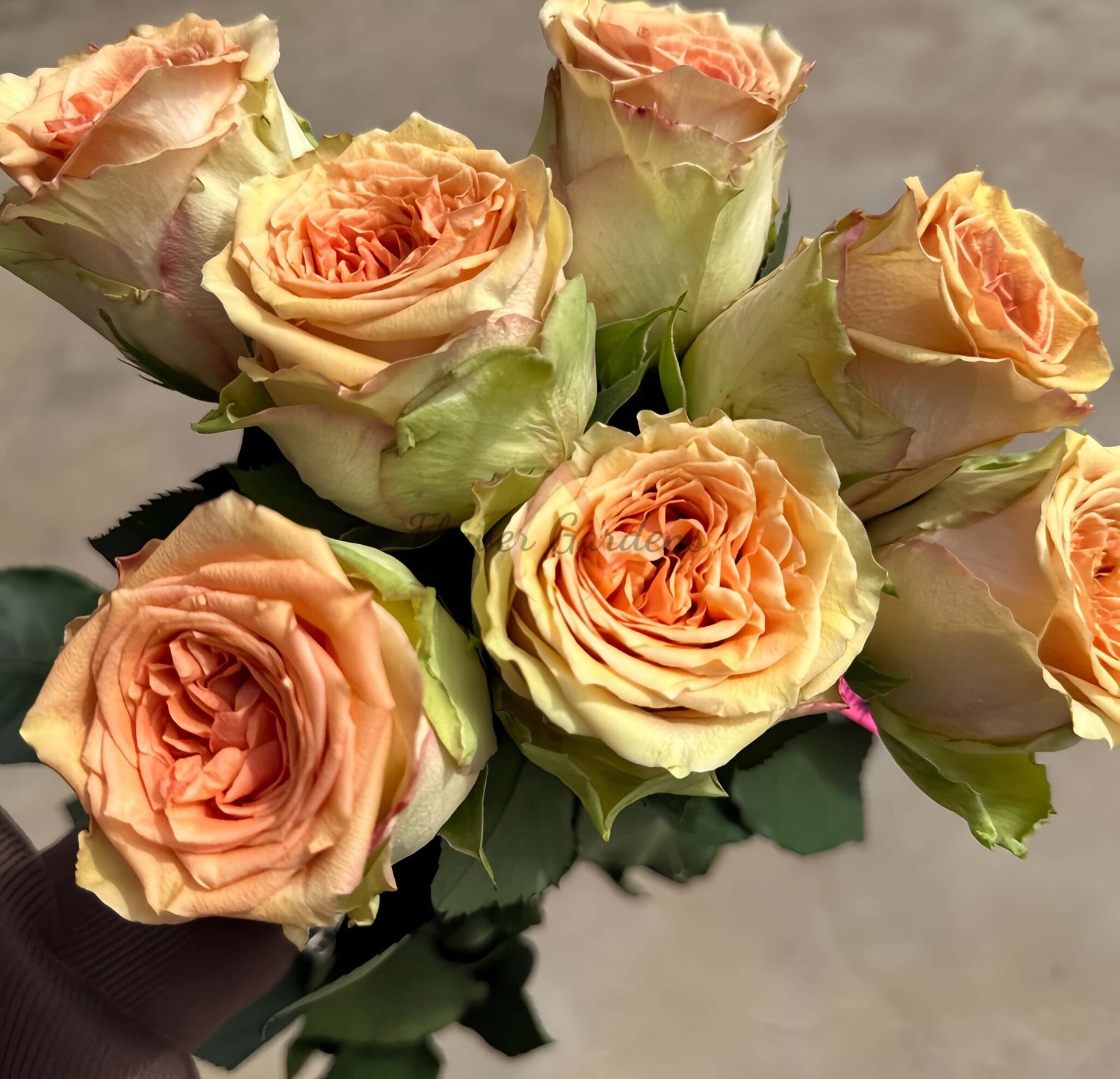 Tropic Versilia Rose Plant|热带韦西利亚
