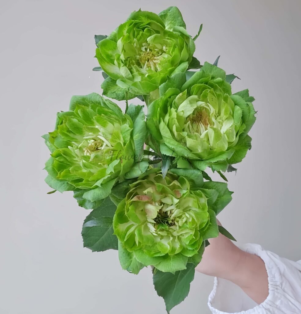 Veggie Rose Plant|青草地