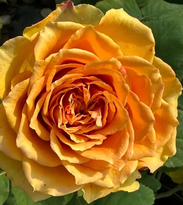 Versilia Rose Plant|维西利亚