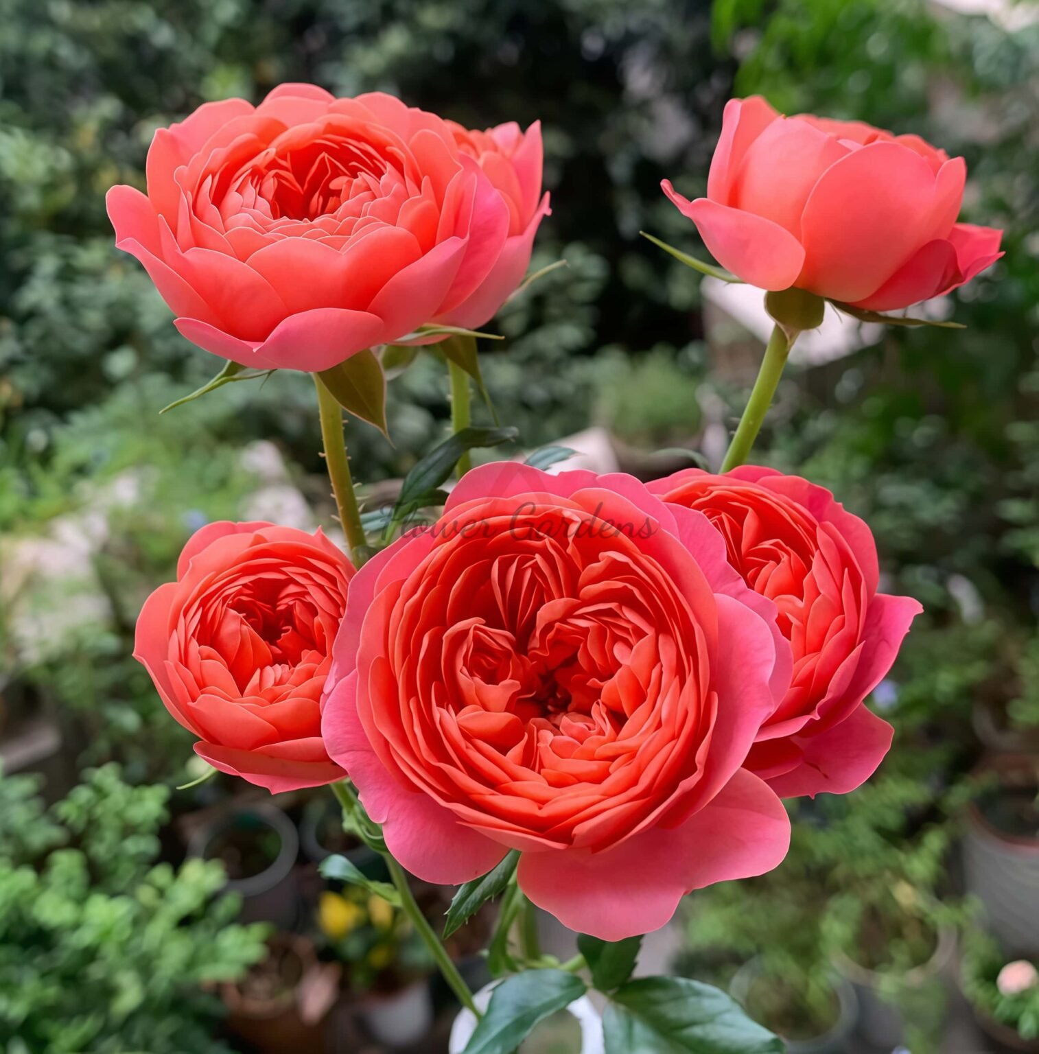 Watermelon Juice Patio Rose Plant|西瓜汁阳台