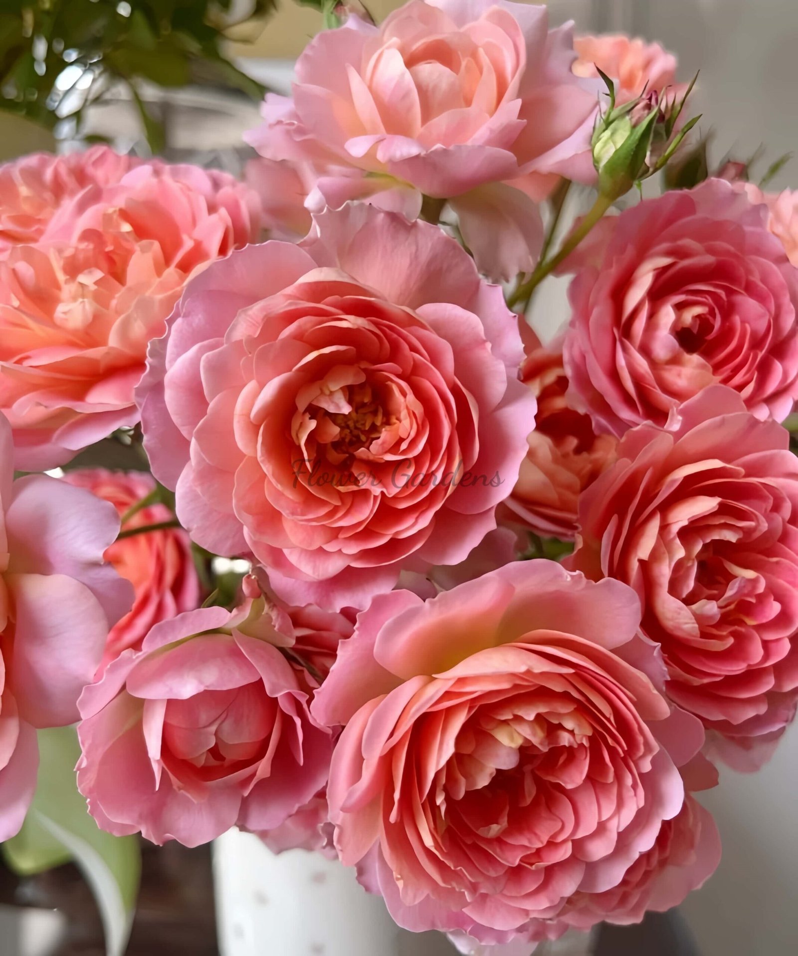 Zhiqiu Rose Plant|知秋