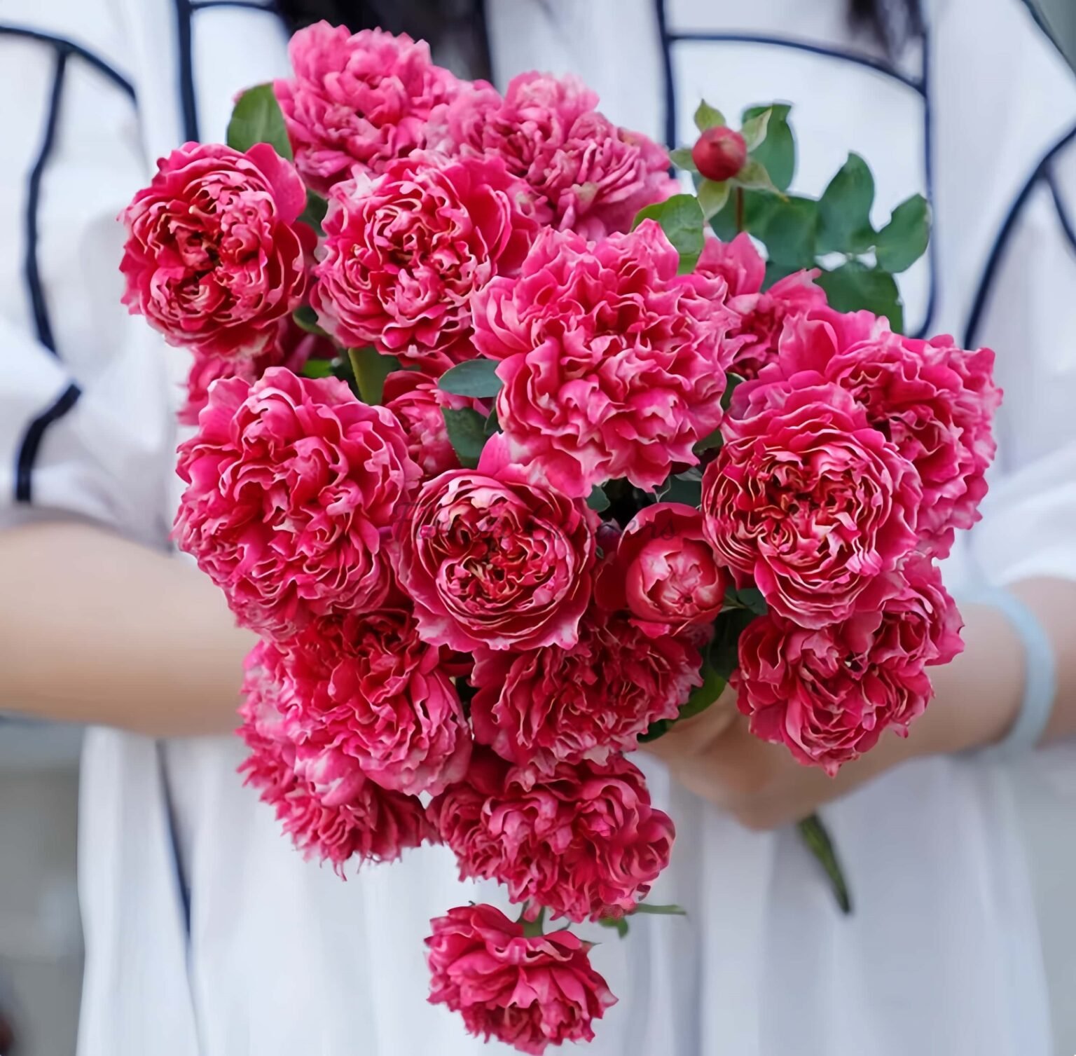 Zi Wu Ning Shuang Rose Plant|紫雾凝霜