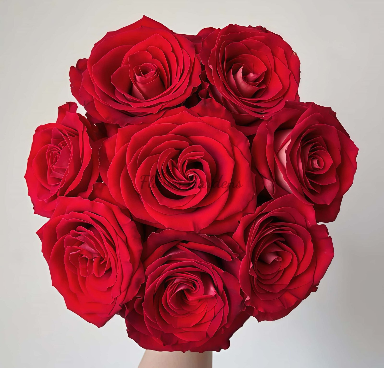 Ice on Fire Rose Plant|冰上芭蕾