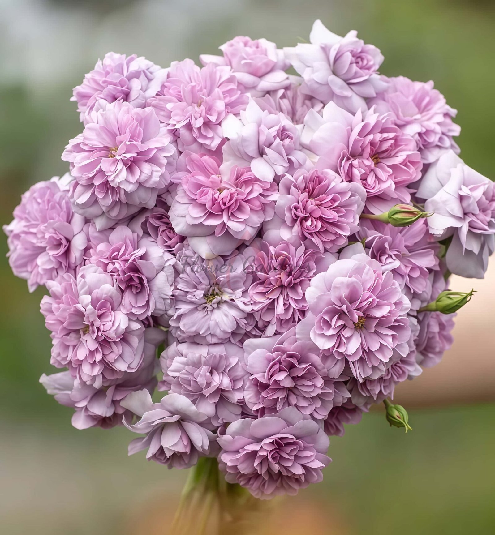 Liu Ying Rose Plant|流影