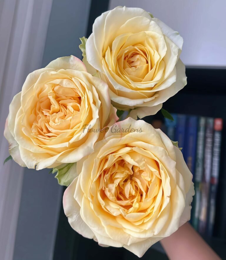 Summer Sun Rose Plant