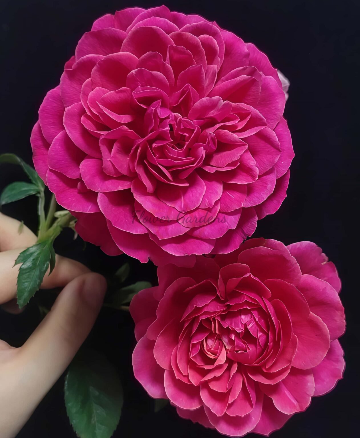 Yanhong Guozhi Rose Plant|嫣红果汁